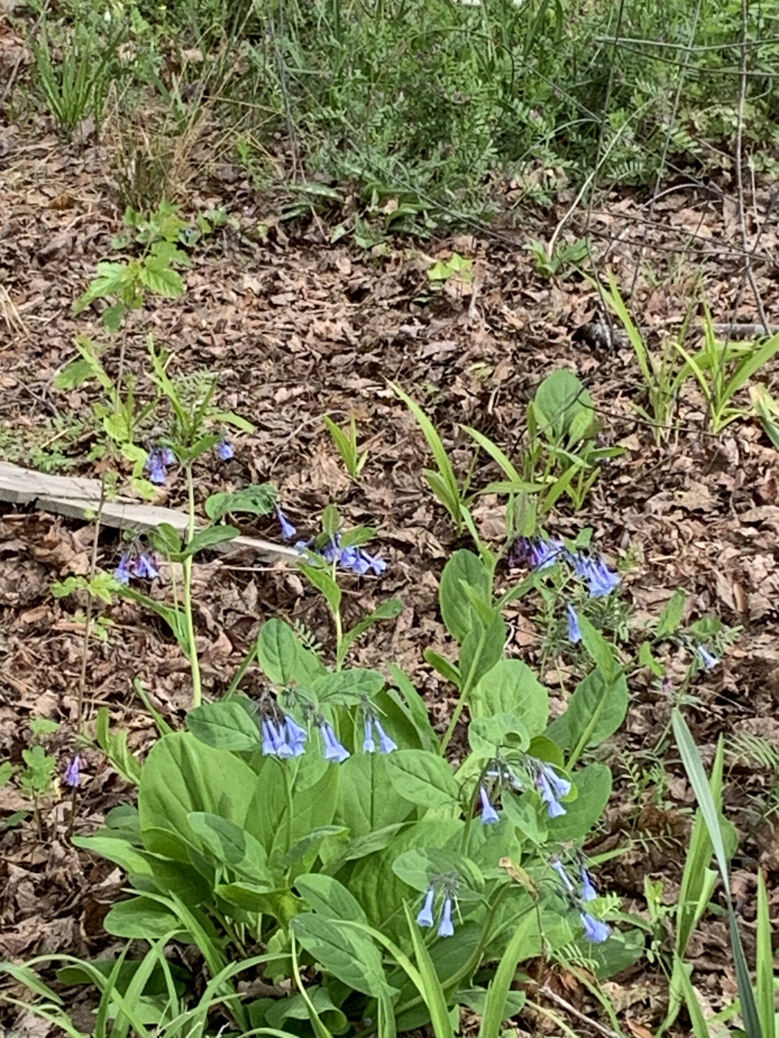 SPRING 1572 – Every Girl's Dream