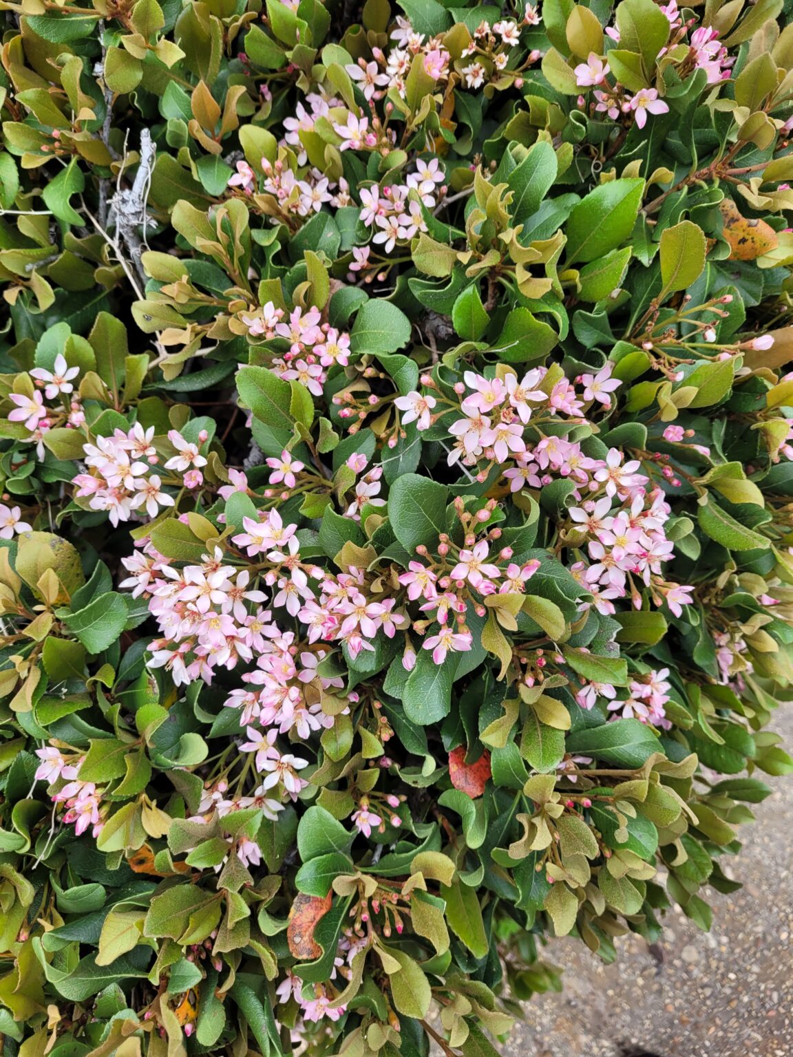 Every Girl's Dream – Every Girl's Dream is to have a good and ...