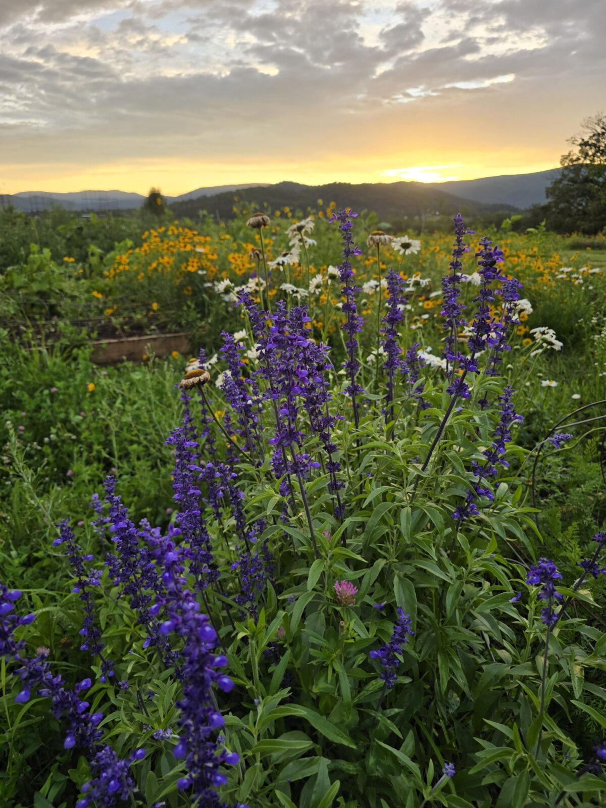 SUMMER 2034 – Every Girl's Dream