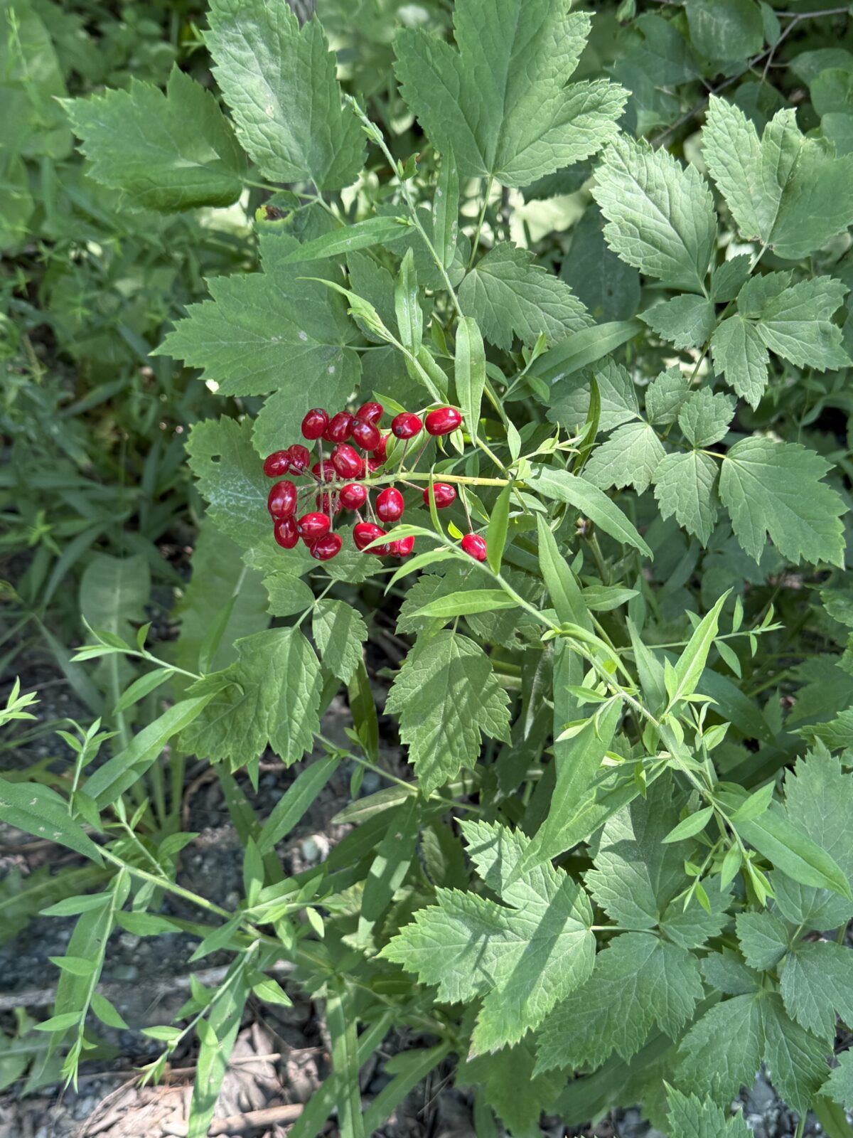 SUMMER 2033 – Every Girl's Dream