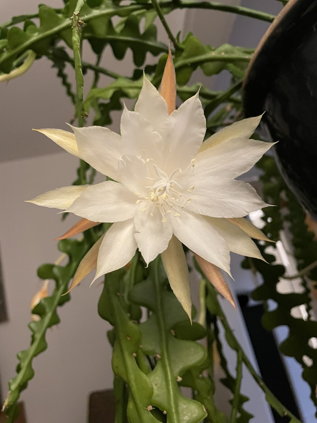 FALL 2163 – Every Girl's Dream