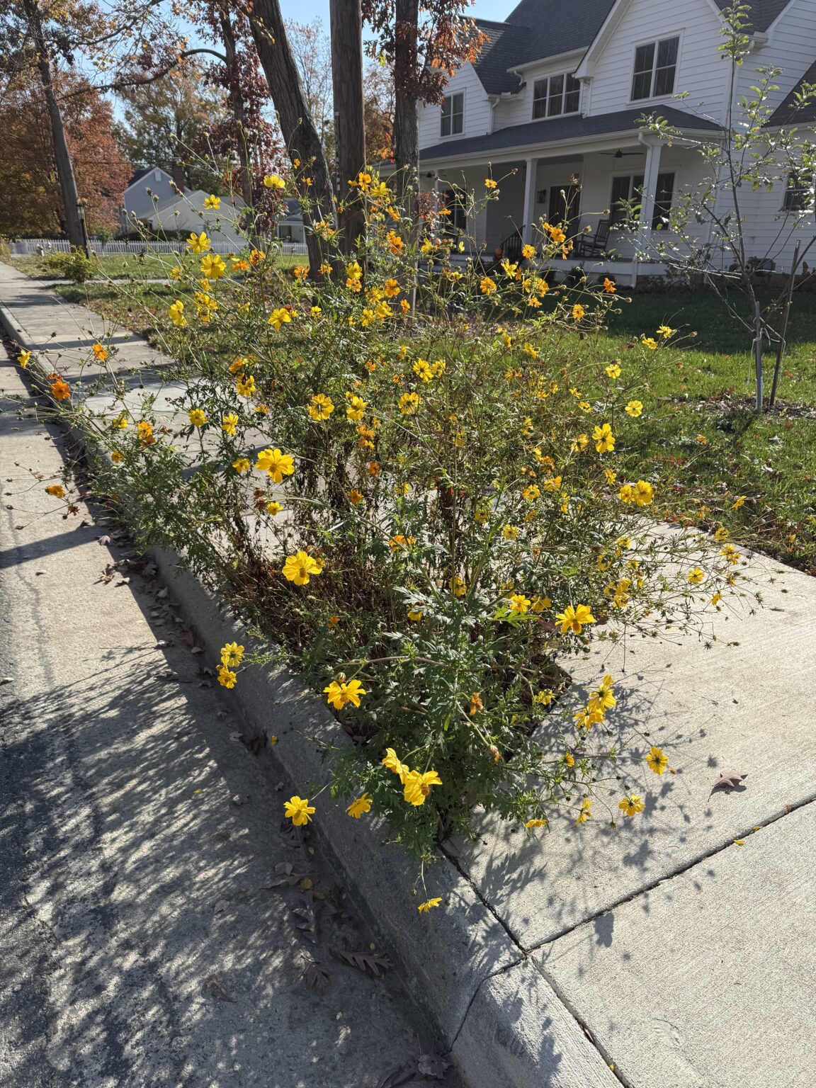 FALL 2160 – Every Girl's Dream