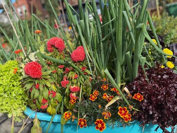 FALL 2158 – Every Girl's Dream