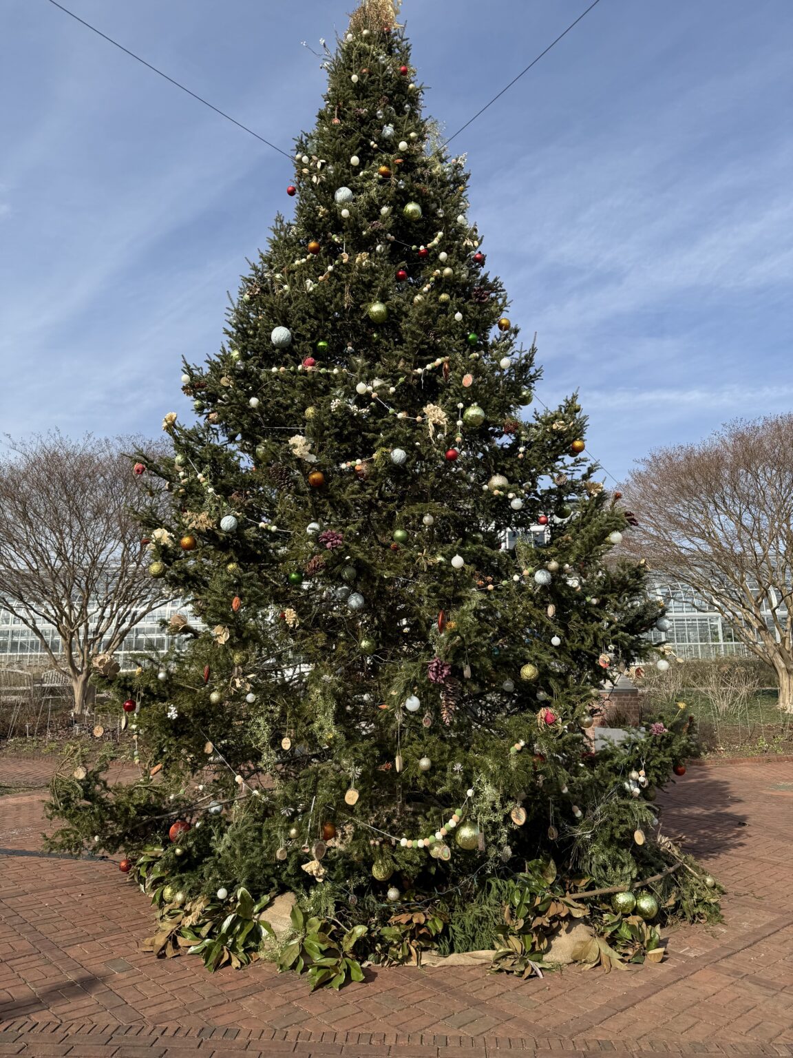 WINTER 2206 – Every Girl's Dream